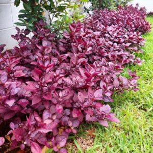 How To Prune Little Ruby Plant: Step By Step Trimming Guide ...