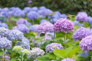 Why Is My Hydrangea Losing Leaves? (And How to Fix Them) - FarmingThing.com