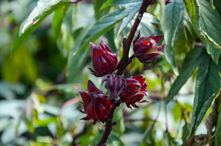 How to Trim Rosella Plant: In-depth Pruning Guide - FarmingThing.com