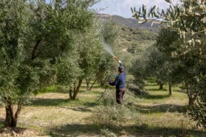 From Wilting to Thriving: How to Revive Your Olive Tree Plant ...