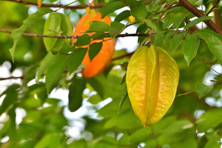 7 Reasons Why My Star Fruit Tree Is Losing Leaves (And How to Treat ...