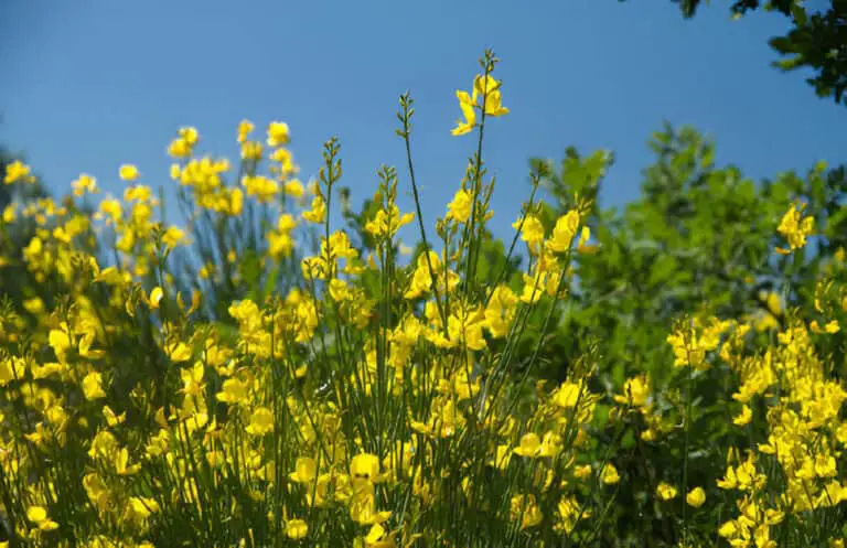 How To Prune Broom Plant: Step By Step Trimming Guide - FarmingThing.com