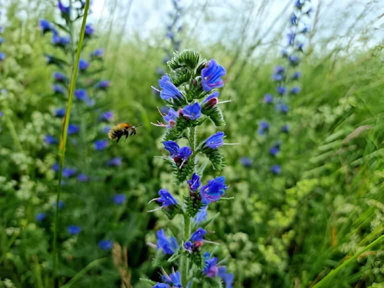 How to Trim Echium Plant: In-depth Pruning Guide - FarmingThing.com