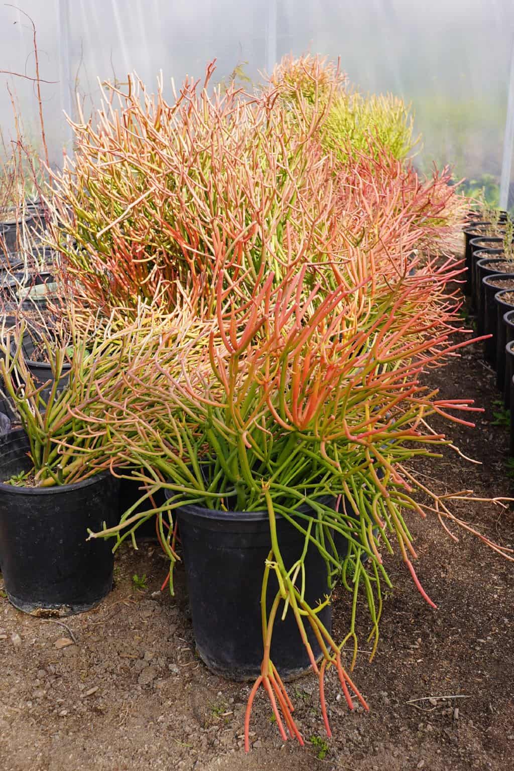 How to Prune Firestick Plant - Beginners Trimming Guide - FarmingThing.com