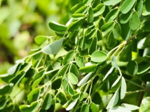 How To Prune Moringa Plant: Step By Step Trimming Guide - FarmingThing.com