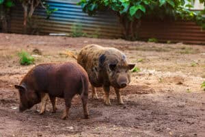 Is Feral Hog Meat Good to Eat? Everything You Need to Know ...