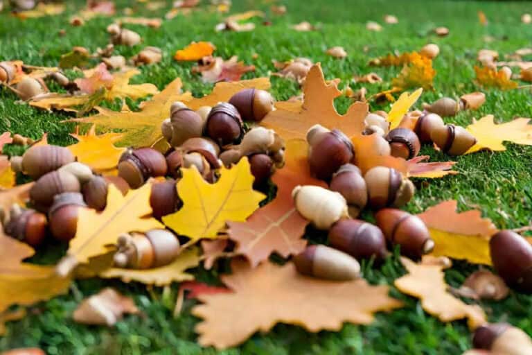 Best Way to Collect Acorns: 6 Simple Acorn Cleanup Tips - FarmingThing.com