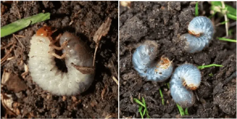 5 Types of Worms in Potted Plants That You Should Know About ...
