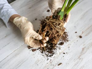 How to Fix Root Rot and Grow Better Plants [Step-by-Step Guide ...