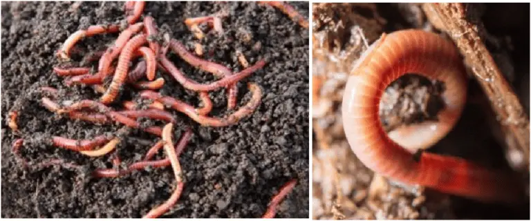5 Types of Worms in Potted Plants That You Should Know About ...