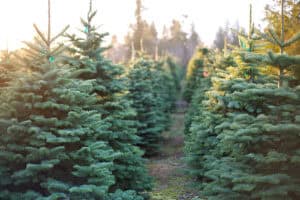 A Beginner's Guide to Starting Your Own Christmas Tree Farm ...