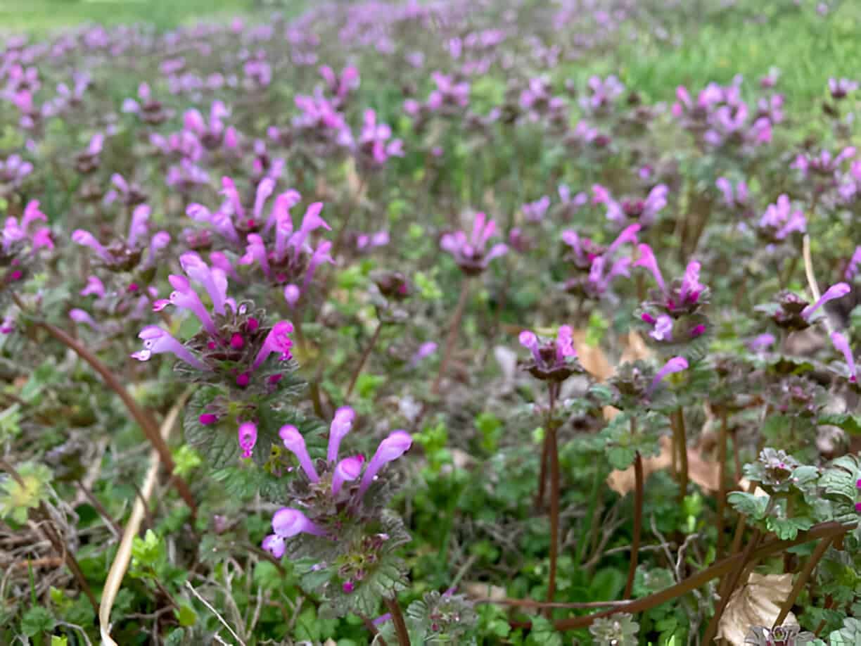 Henbit Weeds Taking Over? Here’s How to Eliminate Them for Good! - FarmingThing.com