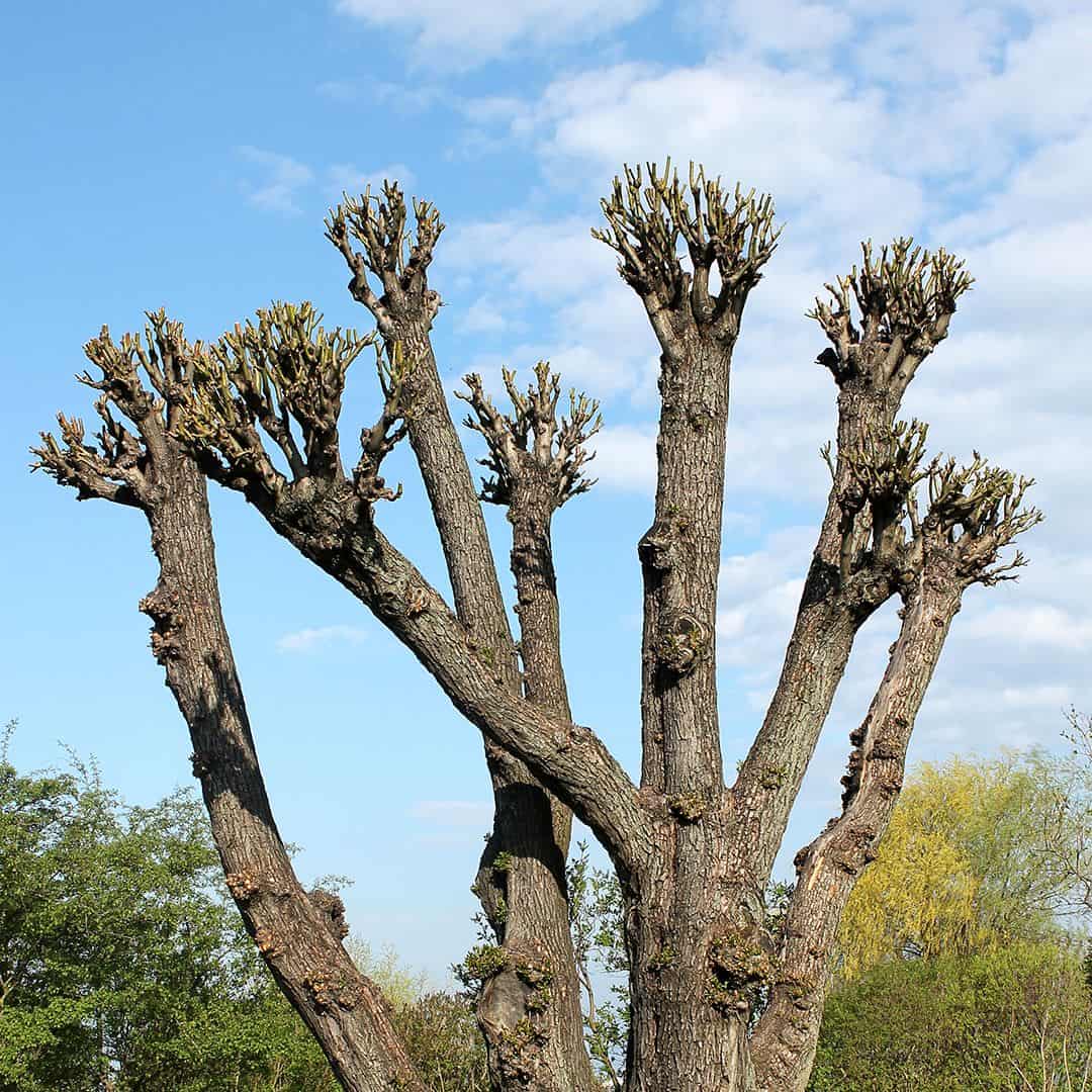 The Pros and Cons of ‘Topping’ an Oak Tree : A Gardener’s Dilemma ...