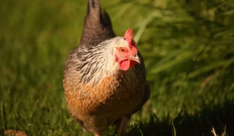 Dorking Chickens 101: Characteristics, Care, and Benefits ...