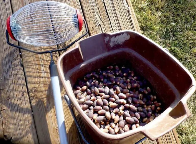 How to Handle the Acorn Avalanche: Tidying Up Your Landscape the Easy ...