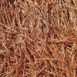Why Pine Needles Make the Best Garden Mulch (And How to Use Them ...