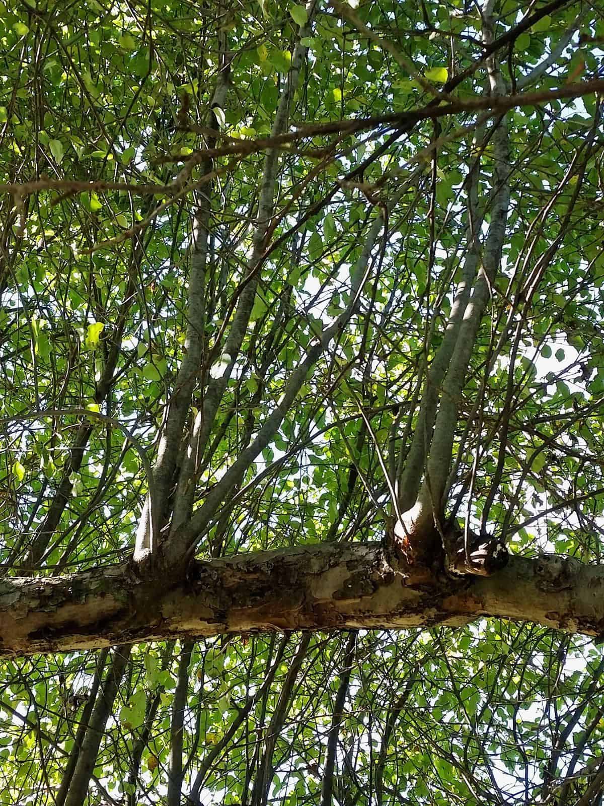 How to Deal with Water Sprouts on Trees: A Gardener's Guide ...