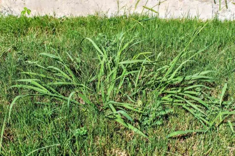 7 Texas Weeds Every Gardener Should Know (and How to Control Them ...