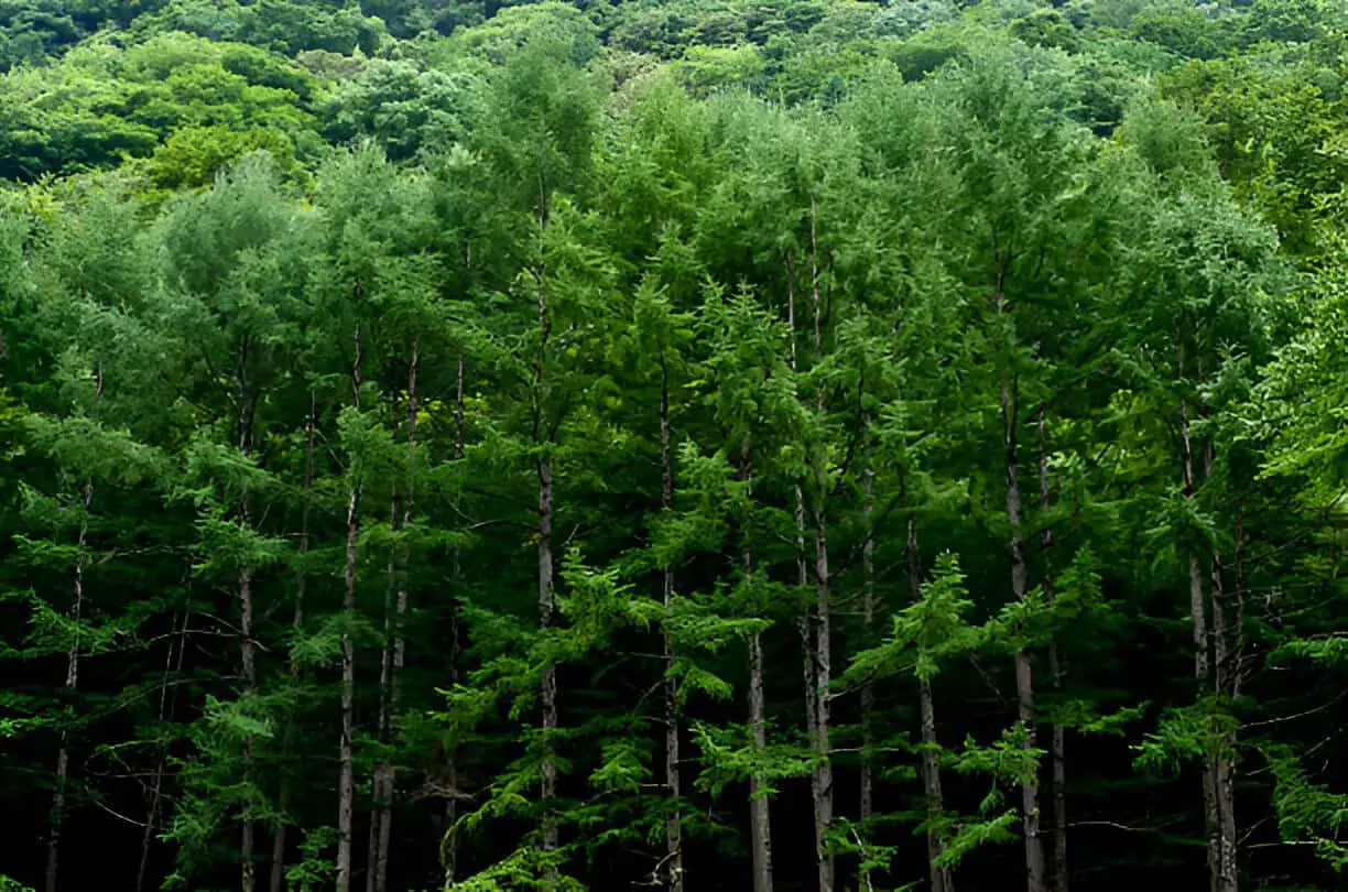 Do Cypress Trees Like Sun or Shade? A Bright Guide to Growing These ...