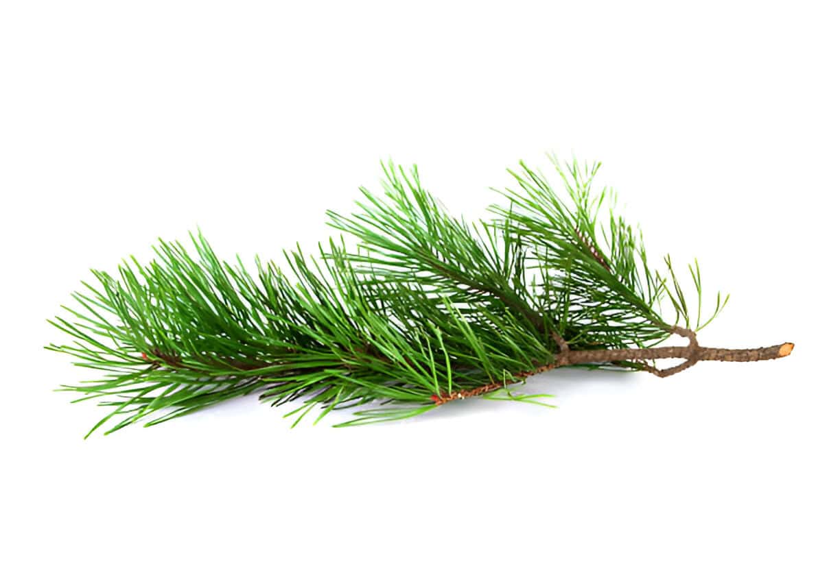 Why Are My Pine Tree Needles Falling Off? Common Causes Explained ...