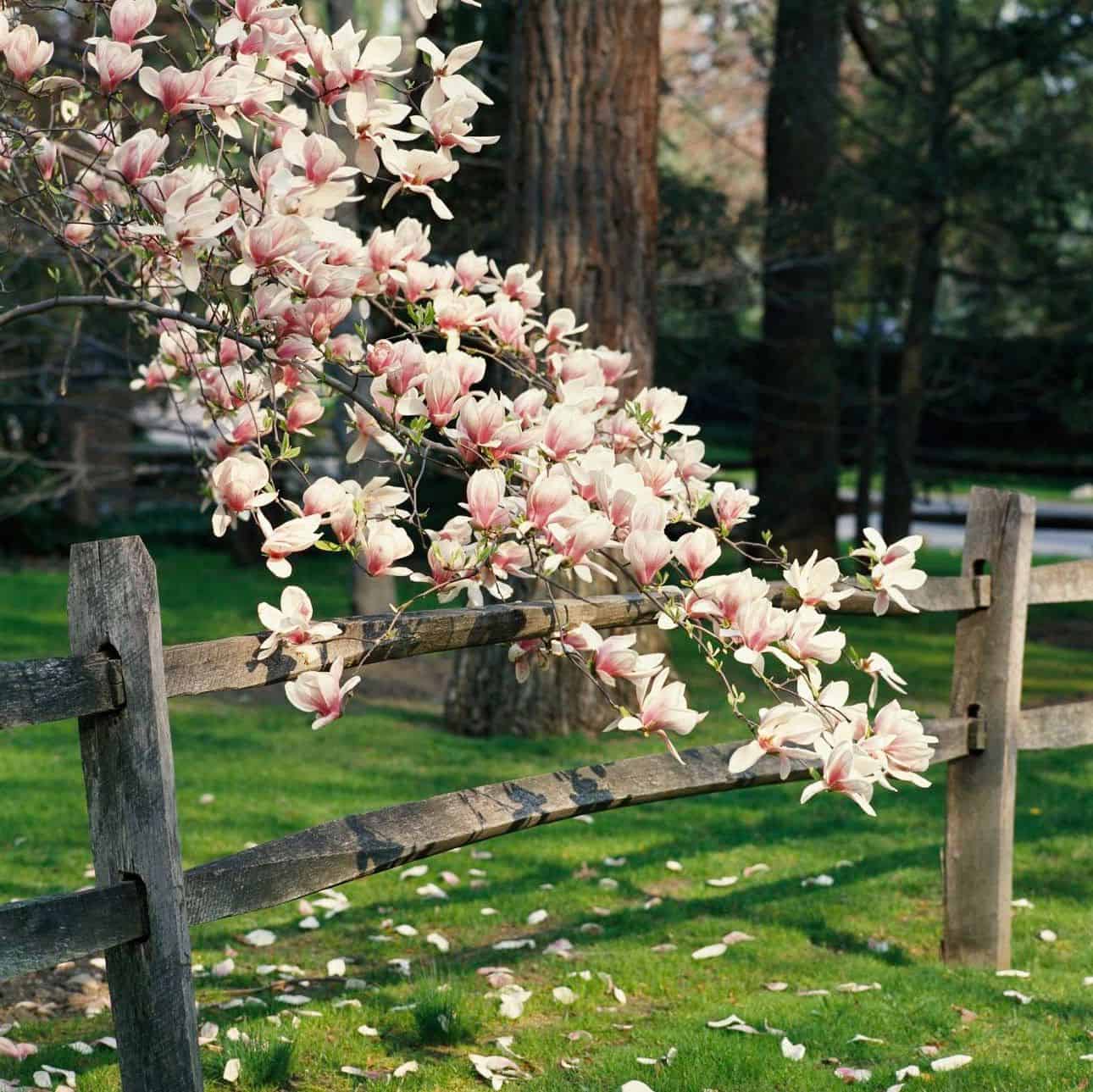 How to Revive a Weak Magnolia Tree: Key Steps for a Stronger Plant ...
