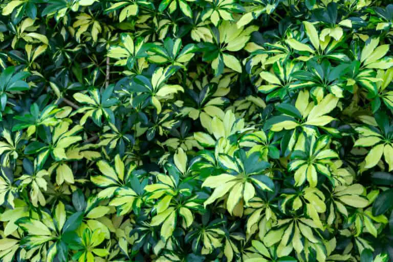 Variegated Schefflera Care 101: Keep Your Plant Thriving Year-Round ...