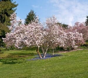 How to Revive a Weak Magnolia Tree: Key Steps for a Stronger Plant ...