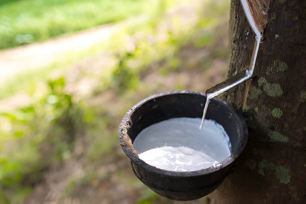 Does Latex Really Grow on Trees? The Sticky Truth Revealed ...