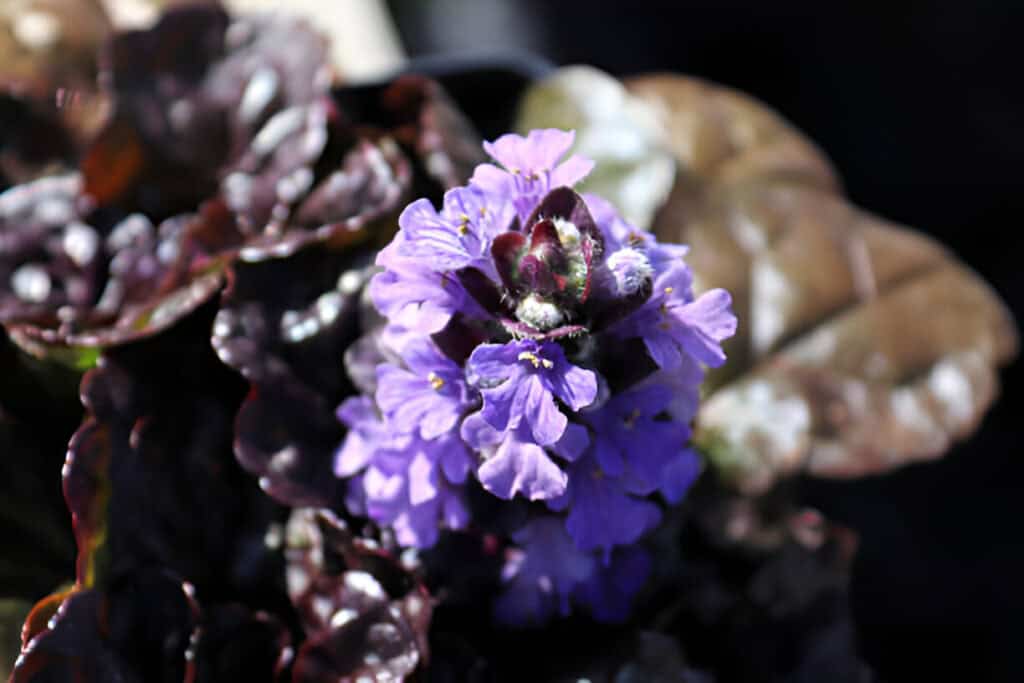 Black Scallop Ajuga (Ajuga Reptans): Plant Care and Growing Guide ...