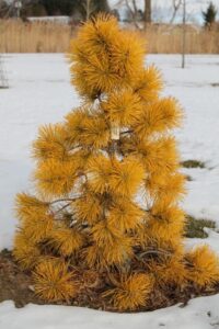Chief Joseph Lodgepole Pine (Pinus Contorta Var. Latifolia): Plant Care ...