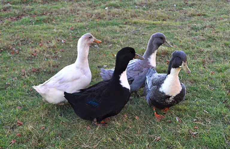 Will Ducks Mate Across Different Breeds? Duck Dating 101 - FarmingThing.com