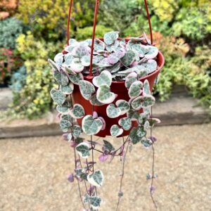 String of Hearts (Ceropegia Woodii): Plant Care and Growing Guide ...