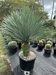 Blue Beaked Yucca (Yucca Rostrata): Plant Care and Growing Guide ...