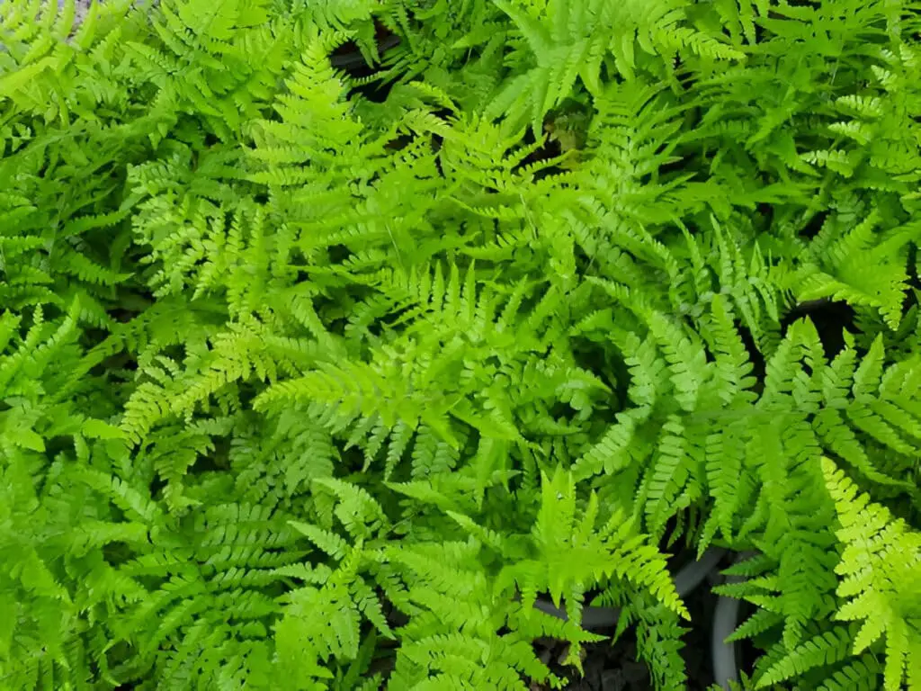 Athyrium Filix-Femina ‘Lady In Red’: Plant Care and Growing Guide ...