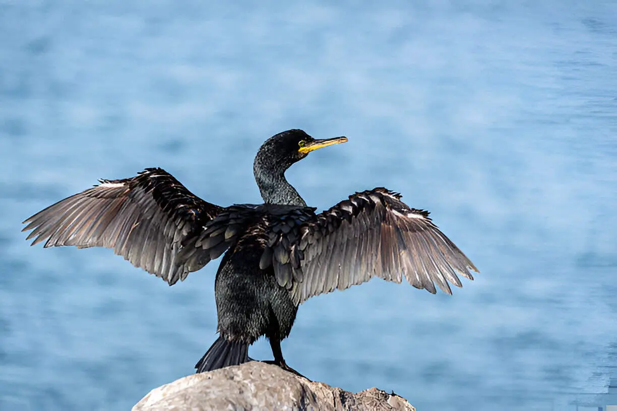 Duck vs. Cormorant: How to Tell These Water Birds Apart - FarmingThing.com