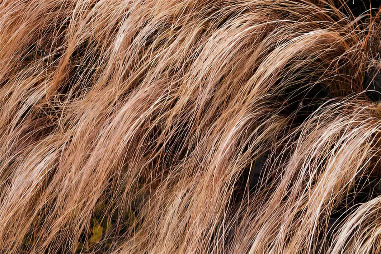 Carex Buchananii (Fox Red Curly Sedge): Plant Care and Growing Guide ...