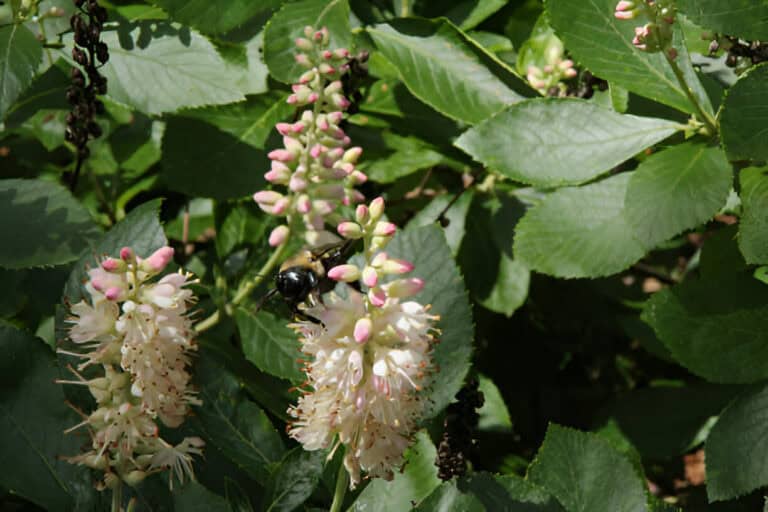 Clethra Alnifolia (Ruby Spice Summersweet): Plant Care and Growing ...