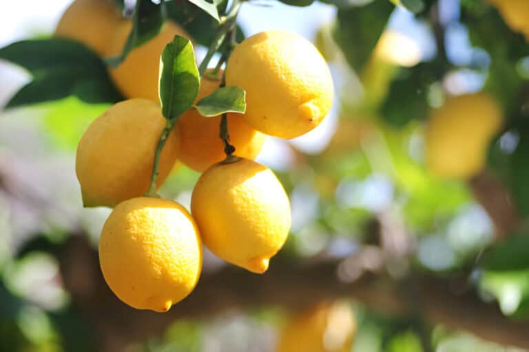Do Meyer Lemon Trees Bear Fruit Year-Round? Here’s What You Need to ...