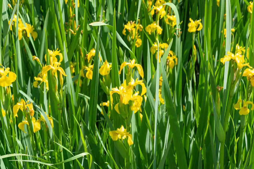 Yellow Flag (Iris Pseudacorus): Plant Care and Growing Guide ...