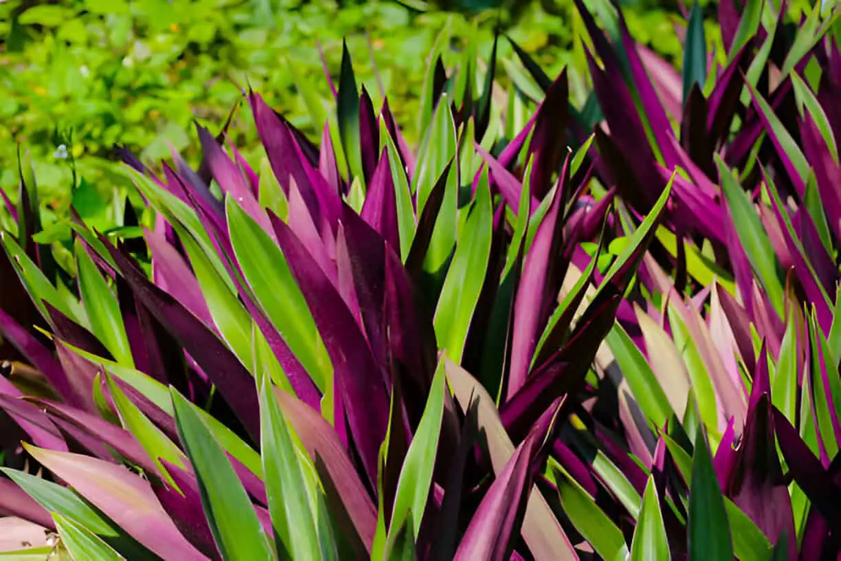 Tradescantia Spathacea (Oyster Plant): Plant Care and Growing Guide ...