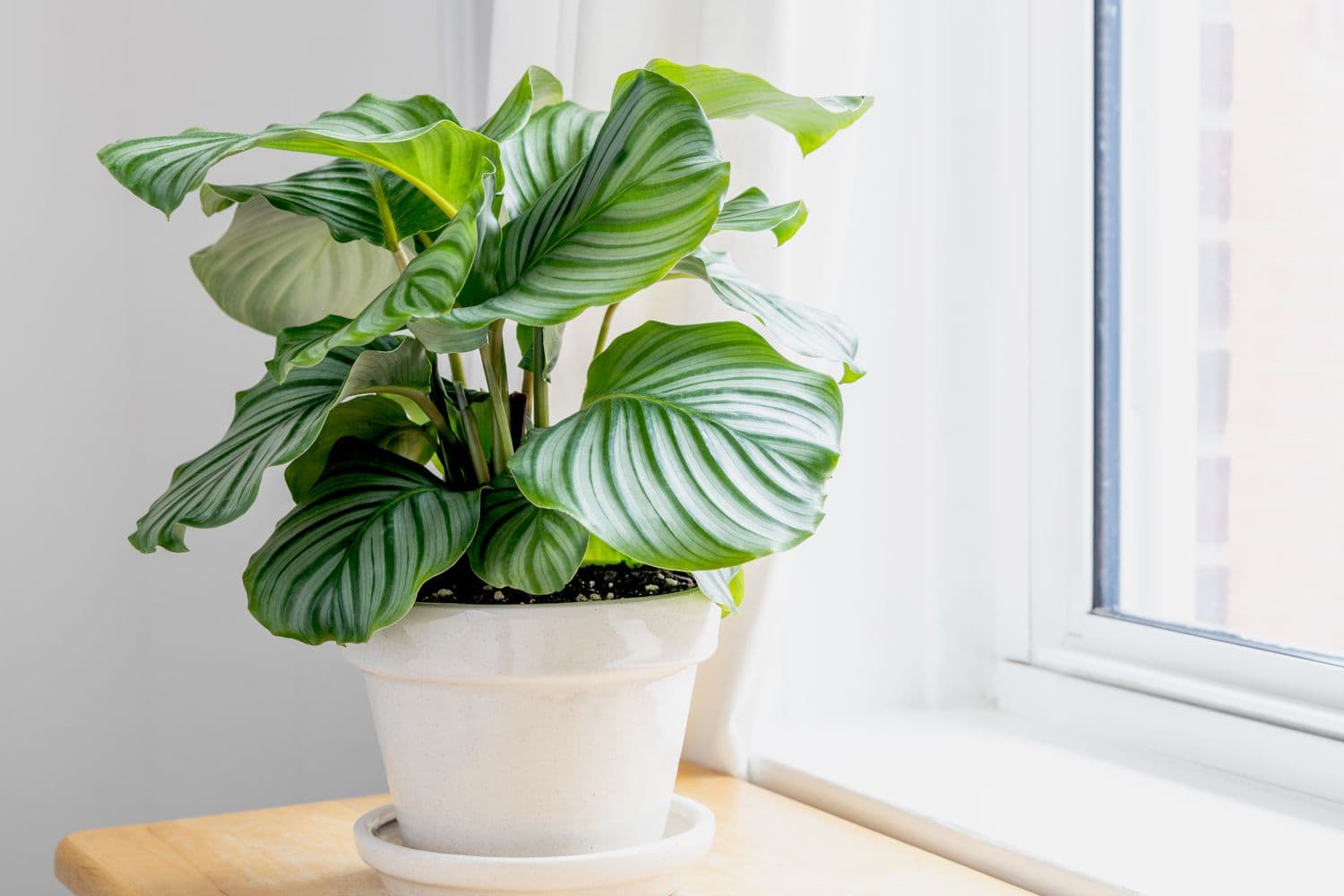 Calathea Orbifolia: Plant Care and Growing Guide - FarmingThing.com