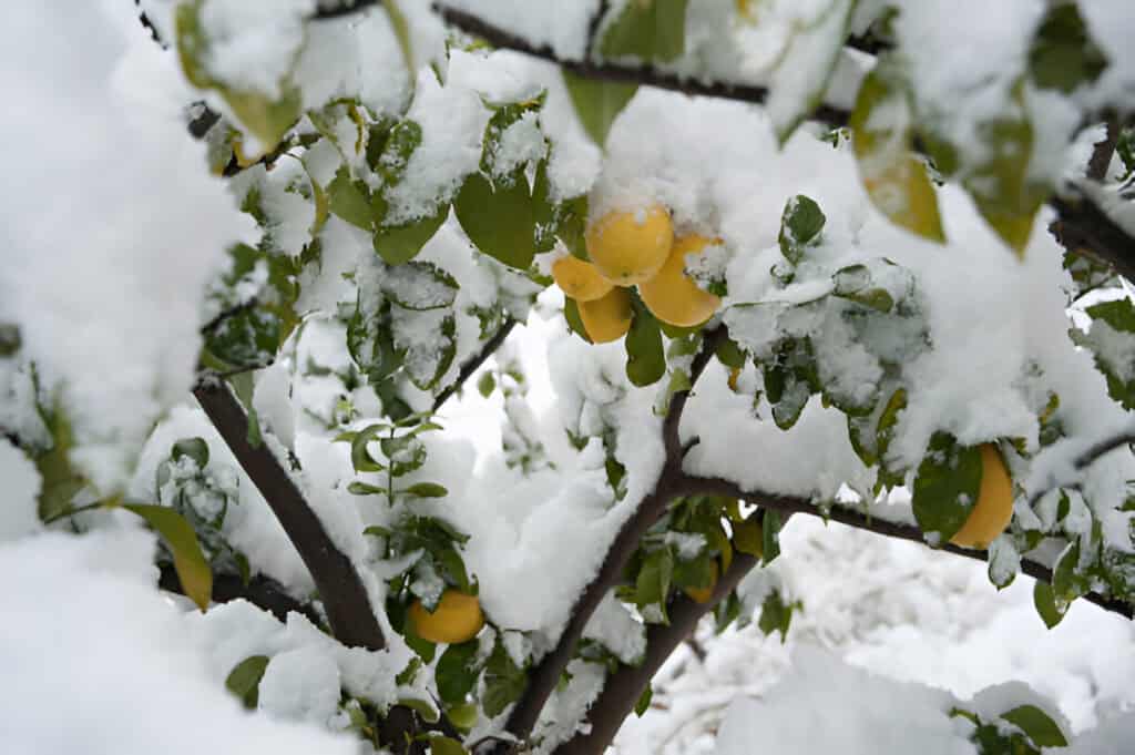 Lemon Trees and Cold Weather: How Hardy Are They Really? - FarmingThing.com