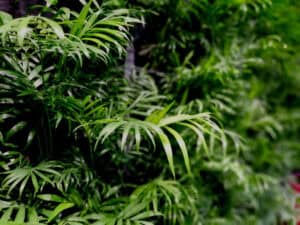 Chamaedorea Elegans (Parlor Palm): Plant Care and Growing Guide ...