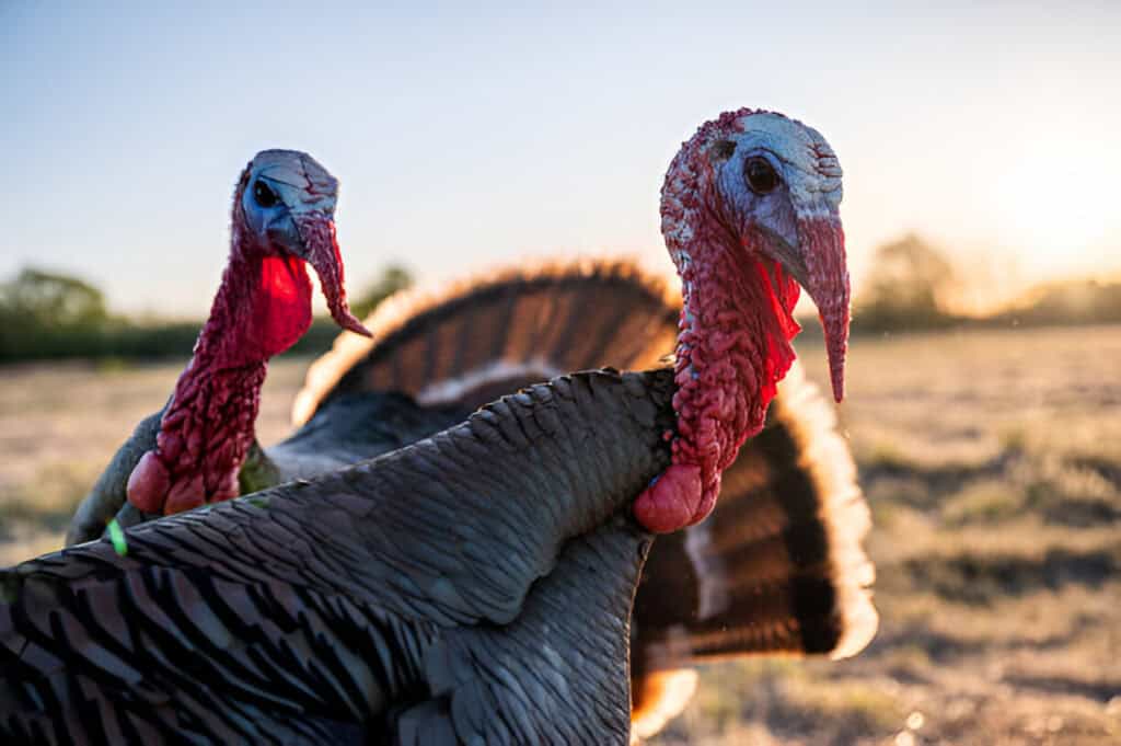 What to Feed a Turkey at Every Stage: From Fluffy Chicks to Full-Grown ...